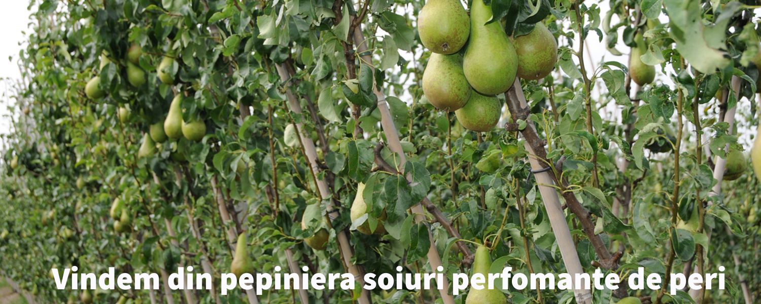 Pomicultura - Pomi fructiferi - pepiniera Aiud, Alba.